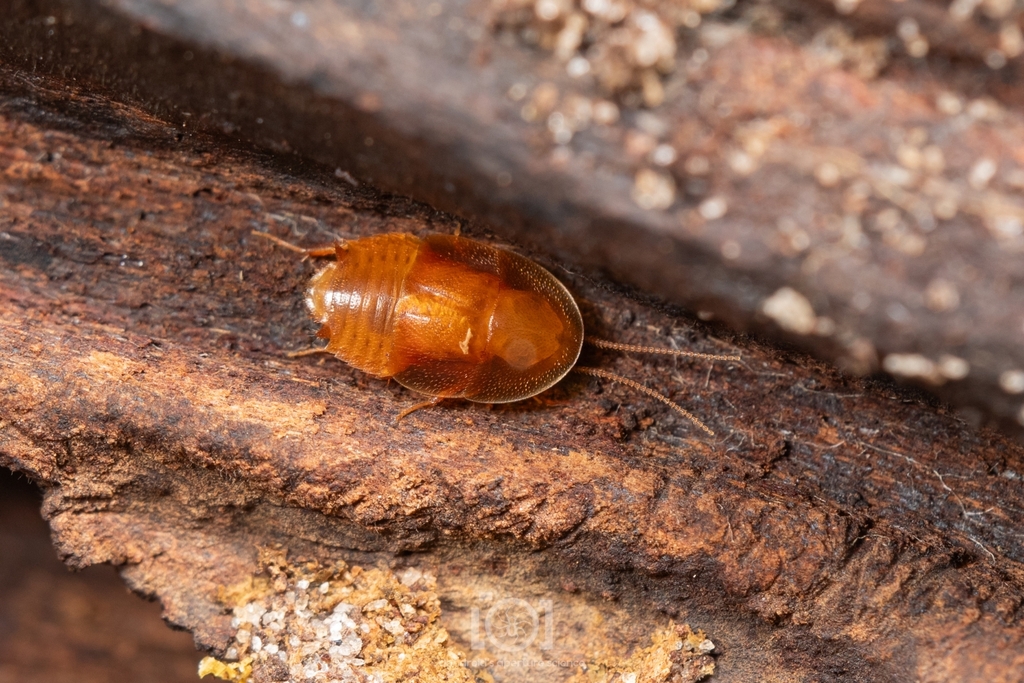 Wheeler's Ant Cockroach (Cockroaches and Termites of the United States ...