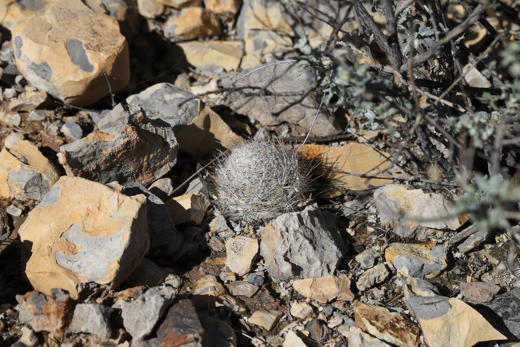 Duncan's Foxtail Cactus in March 2024 by Matt Becker. Observed at Mud ...