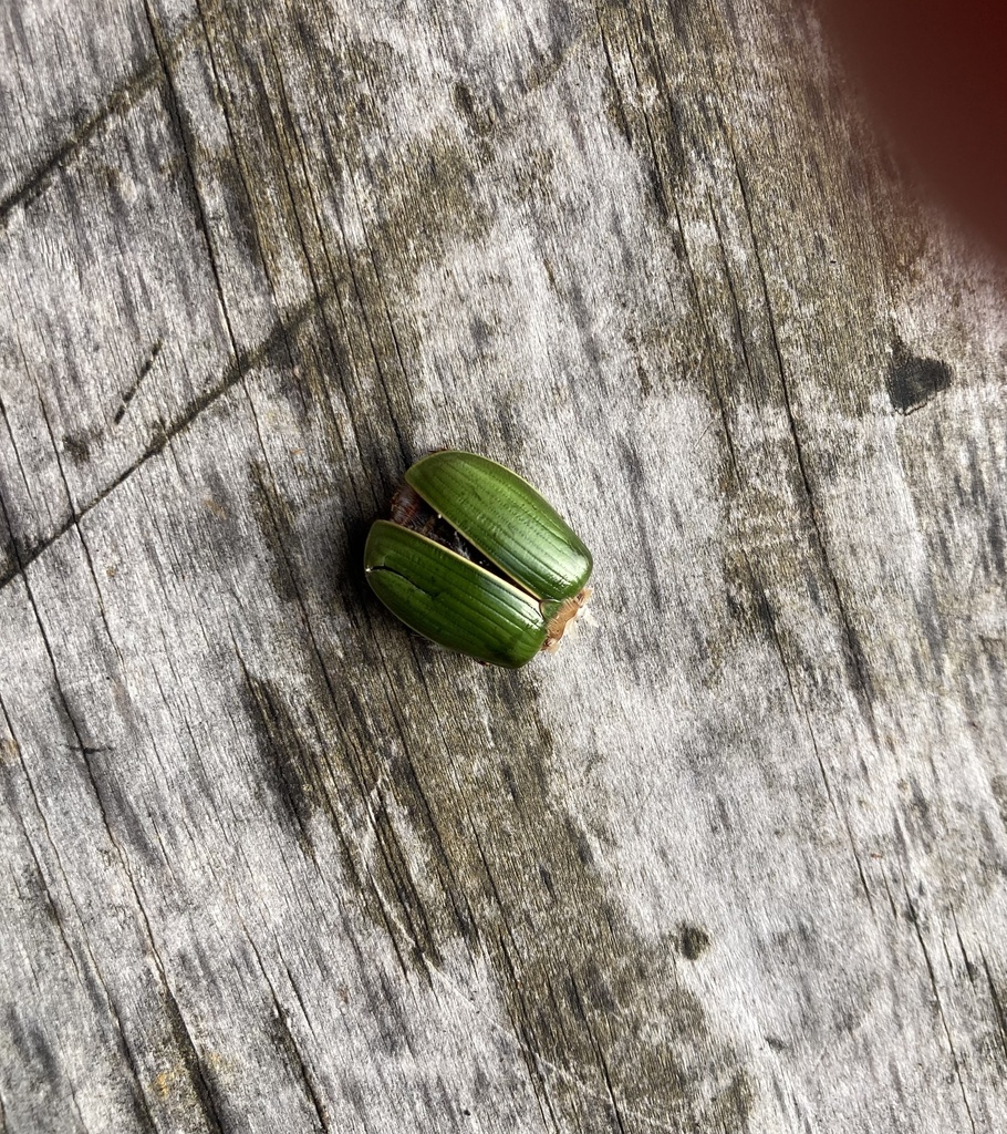 Tanguru chafer from South Island/Te Waipounamu, Picton, Marlborough, NZ ...