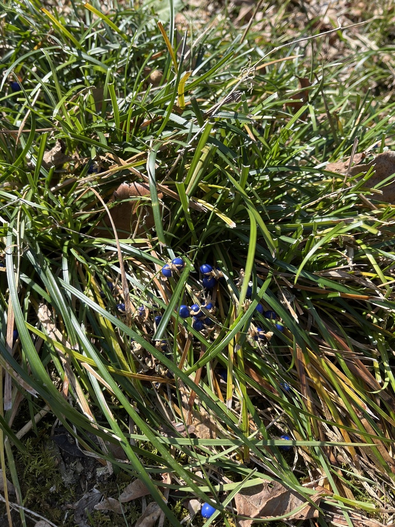 Dwarf Lily-turf from 堀之内, 八王子市, 東京都, JP on March 4, 2024 at 11:00 AM by ...