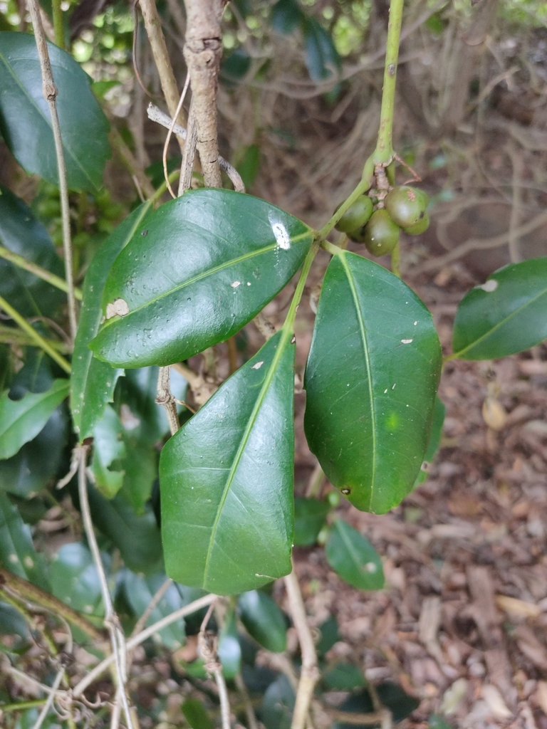 Native Grape from Bunya Mountains QLD 4405, Australia on March 4, 2024 ...