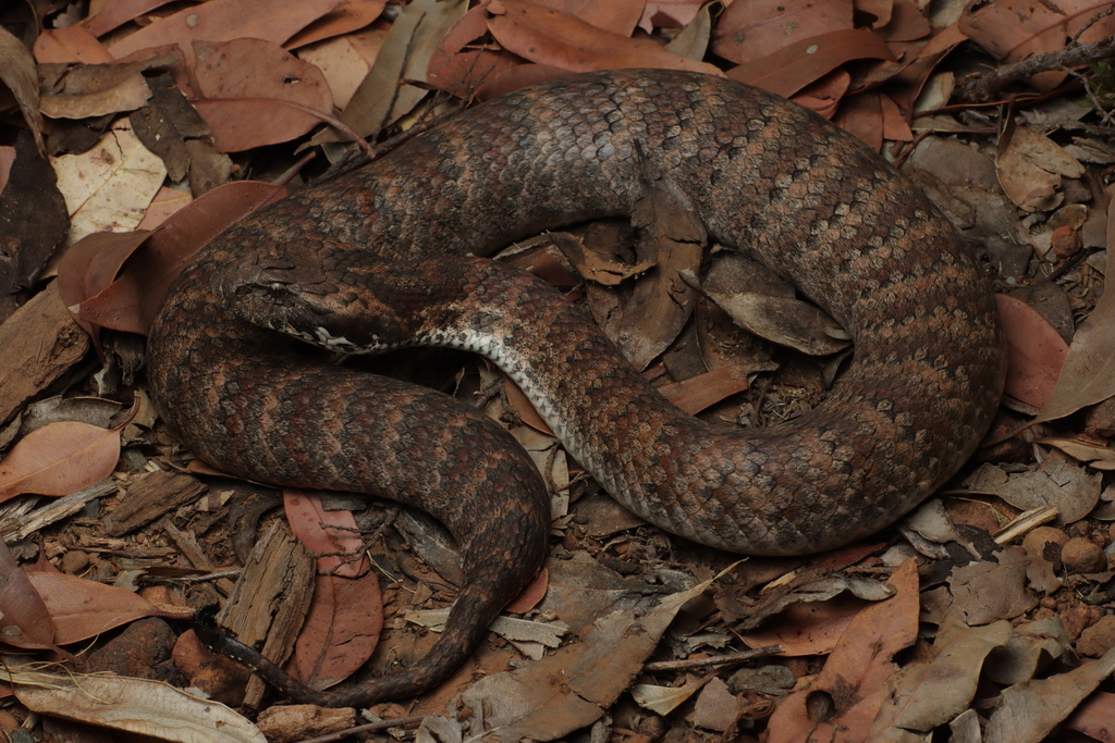 Southern Death Adder in March 2024 by Danny Melville. Big Female ...