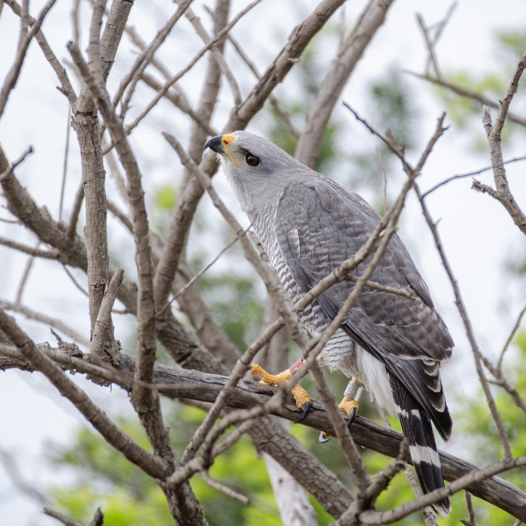 Gray Hawk from Hidalgo County, TX, USA on March 1, 2024 at 06:46 PM by ...