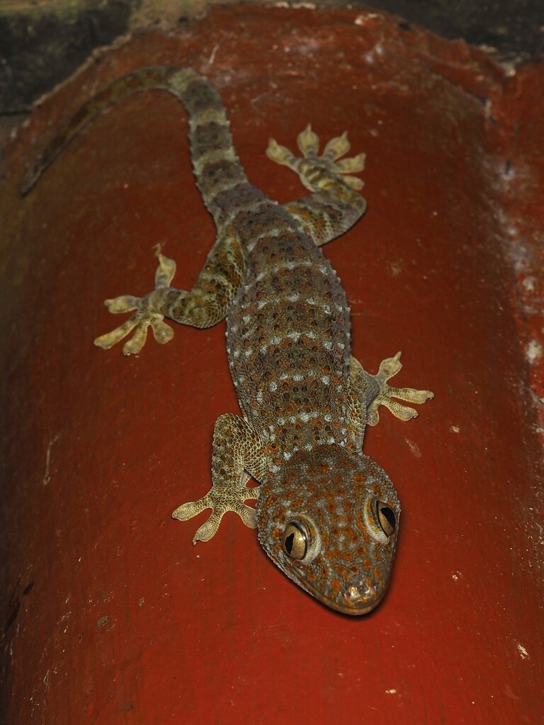 Tokay Gecko from Khlong Sok, Phanom District, Surat Thani 84250 ...