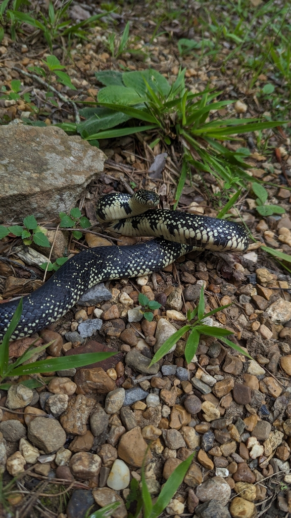Black Kingsnake from Mentone, AL 35984, USA on July 19, 2023 at 12:45 ...