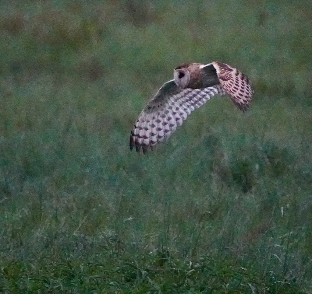 Eastern Grass Owl from Gingoog, Misamis Oriental, Philippines on ...