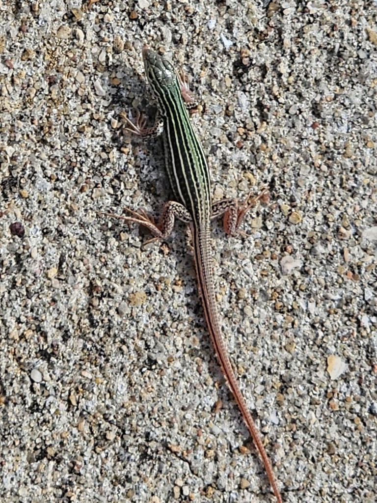 Common Spotted Whiptail from Gillespie County, TX, USA on September 16 ...