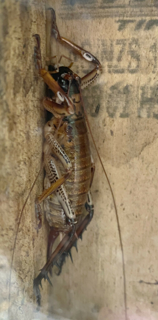 Auckland Tree Weta from Te Whanga, Auckland, New Zealand on December 10 ...
