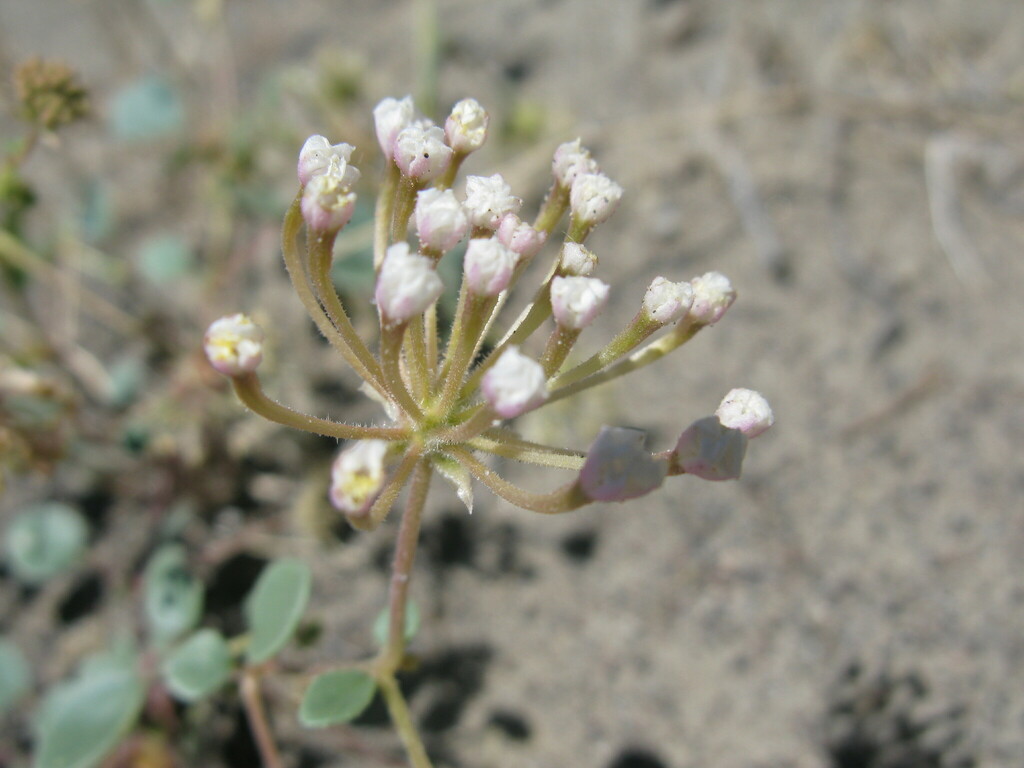 transmontane sand-verbena from Harney County, OR, USA on June 17, 2013 ...
