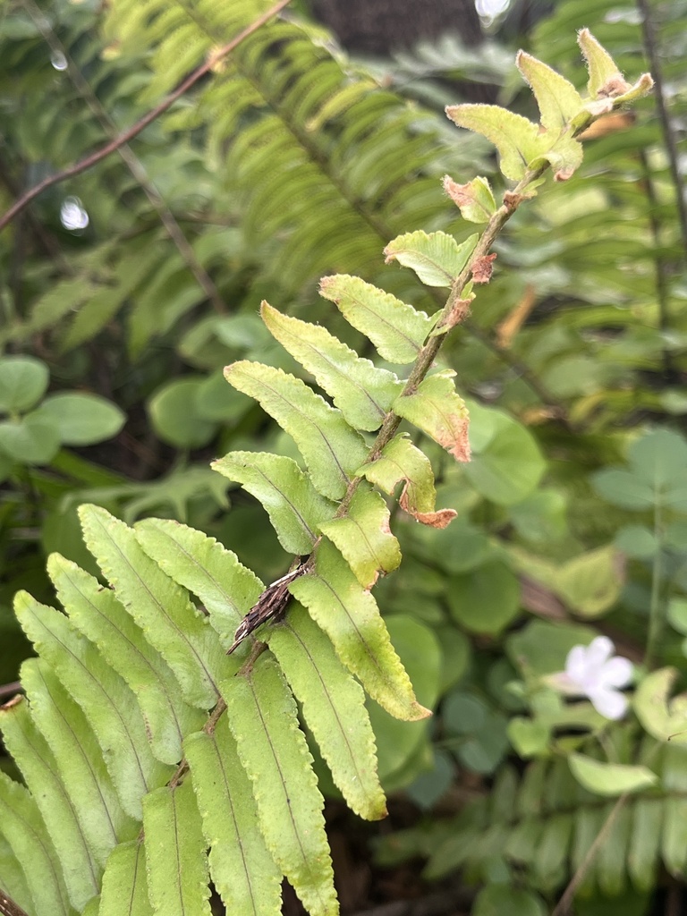 ferns from Lettuce Lake Conservation Park, Tampa, FL, US on March 2 ...