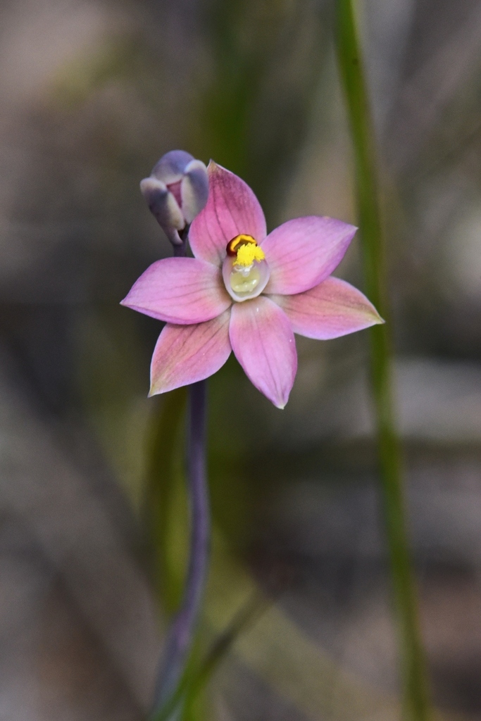 fringed sun orchid from Pimpinio VIC 3401, Australia on September 23 ...