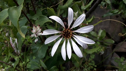 Mutisia latifolia · iNaturalist