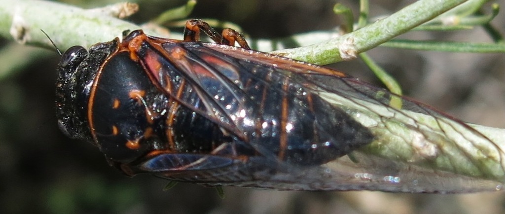 Rocky Mountain Cicada from Malheur County, OR, USA on June 22, 2013 at ...