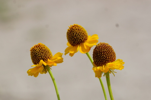 Smallhead Sneezeweed (Helenium microcephalum)