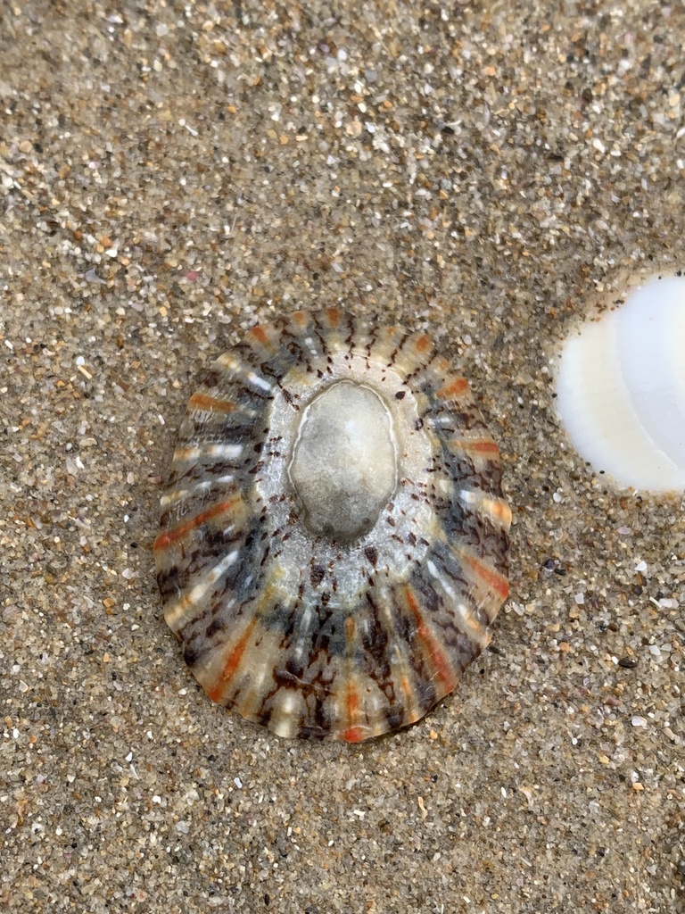 Variegated limpet from Tasman Sea, Urunga, NSW, AU on March 4, 2024 at ...