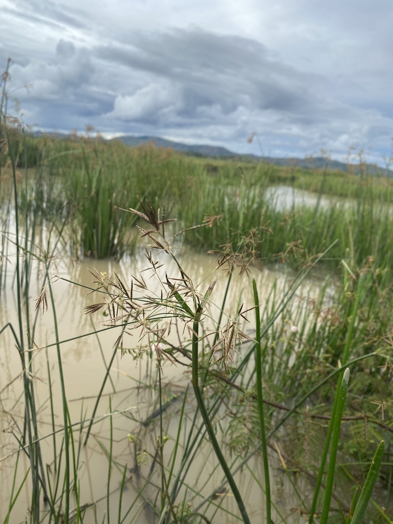 grasses, sedges, cattails, and allies from Alaotra-Mangoro, MG-TM, MG ...