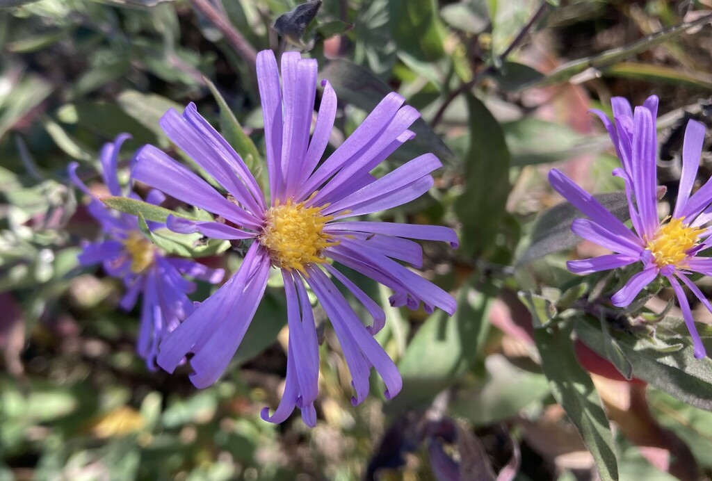 Jessica's Aster in October 2023 by Peter Zika · iNaturalist