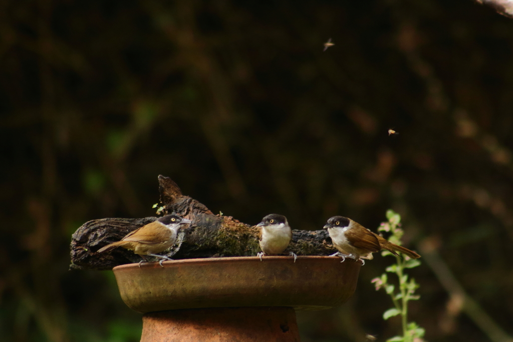 Dark-fronted Babbler from Ganeshgudi, Londa-Dandeli Road, Joida, Taluk ...