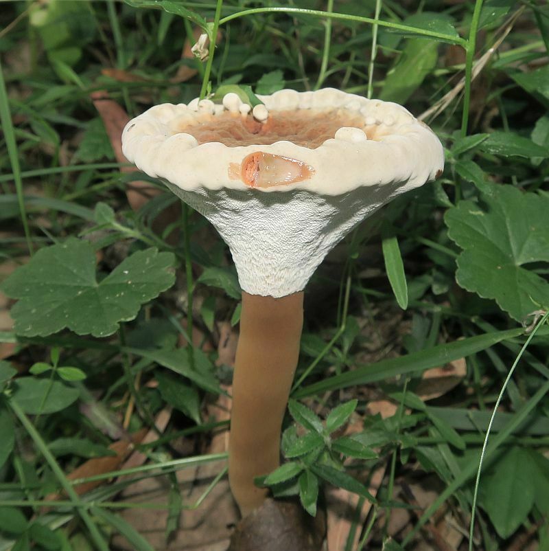 red-staining stalked polypore from Brogo NSW 2550, Australia on March 3 ...