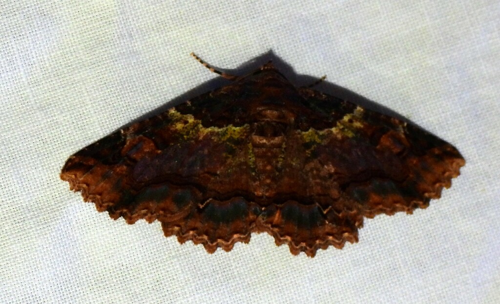 Colorful Zale Moth from 5207 Cambridge Dr, Northport, AL 35473, USA on ...