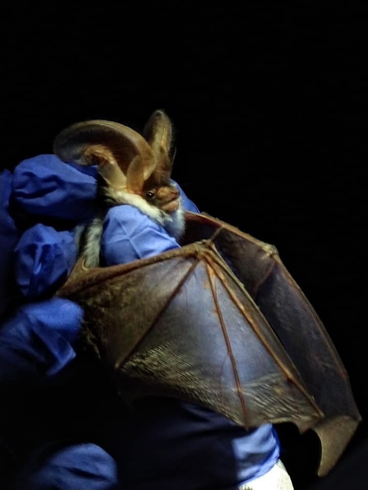 Spotted Bat in August 2018 by justinchappelle · iNaturalist