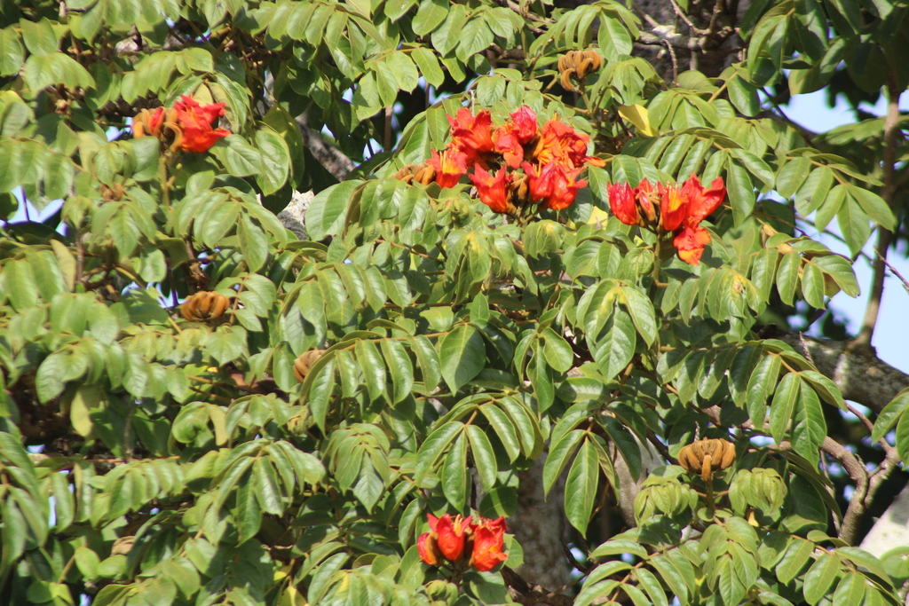 African tulip tree from Buuri, Kenya on February 23, 2023 at 06:37 AM ...
