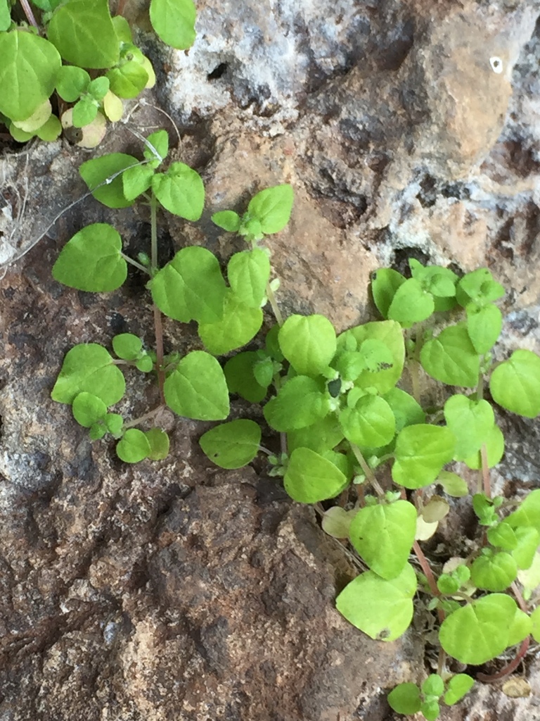 dicots from Buuri, Kenya on February 23, 2023 at 04:50 PM by Franklin ...