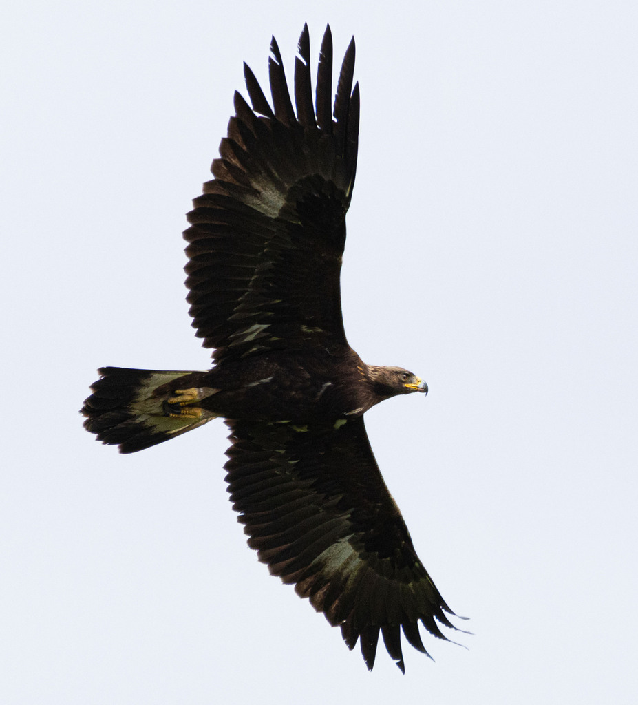 Golden Eagle from Solano County, CA, USA on March 3, 2024 at 02:25 PM ...