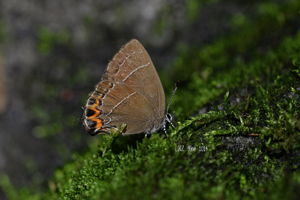 Satyrium percomis from 中国陕西省商洛市柞水县 on June 30, 2023 at 01:31 AM by ...