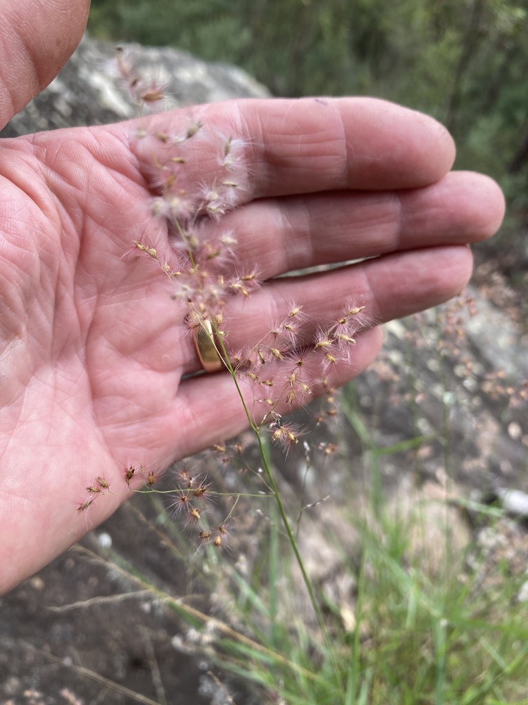 Natal grass from Springwood, NSW, AU on March 4, 2024 at 11:26 AM by ...