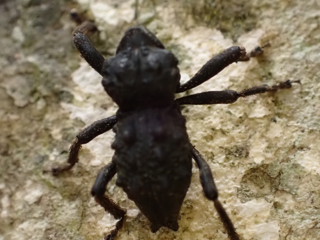 Poropterus jekeli in March 2024 by Michelle Colpus · iNaturalist