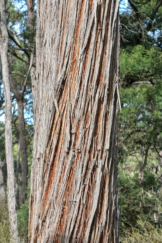 White Stringybark from Fernbank VIC 3864, Australia on February 29 ...