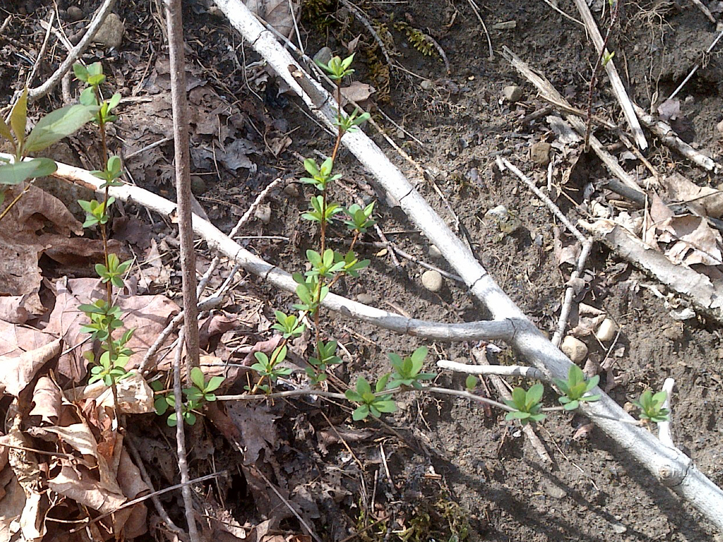 dicots from Baltimore Woods Nature Center, Onondaga County, NY, USA on ...