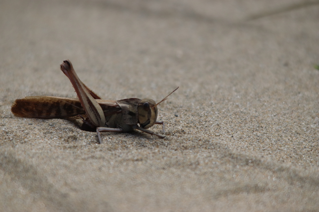 Migratory Locust from Tapora 0977, New Zealand on January 3, 2024 at 04 ...