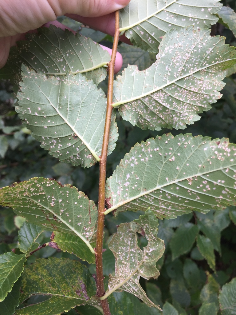 Phloeospora ulmi from Auckland, New Zealand on March 4, 2024 at 12:40 ...
