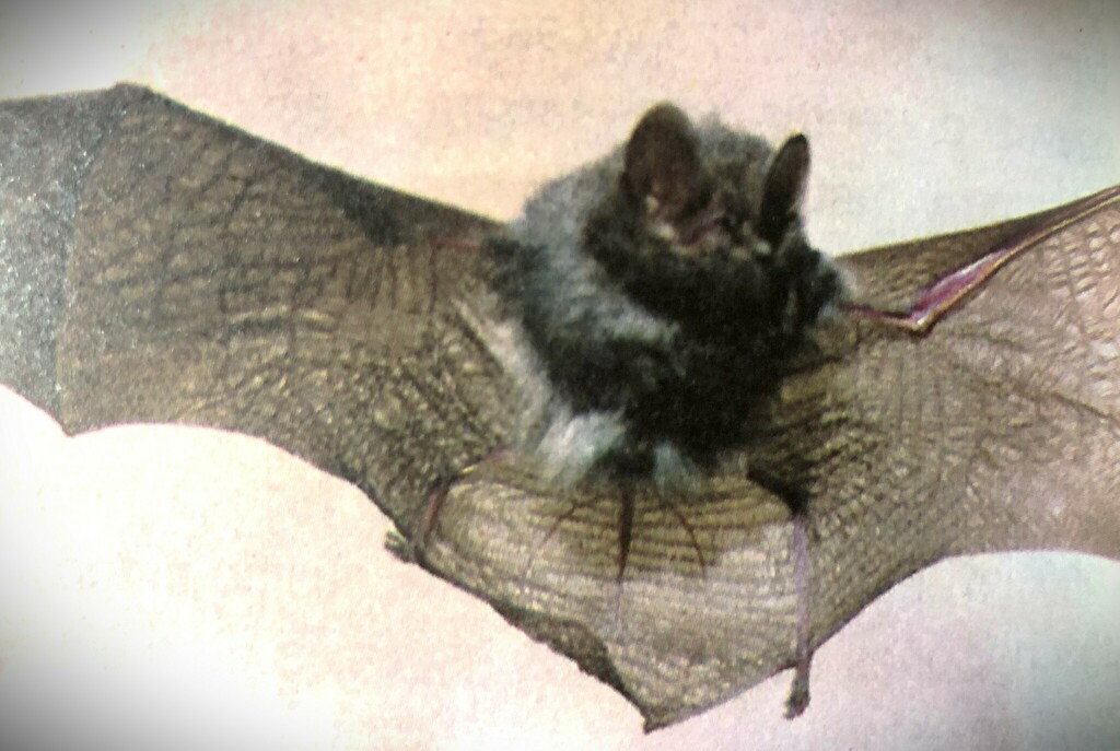 Smoky Bat in October 1997 by Joaquín Ugarte · iNaturalist