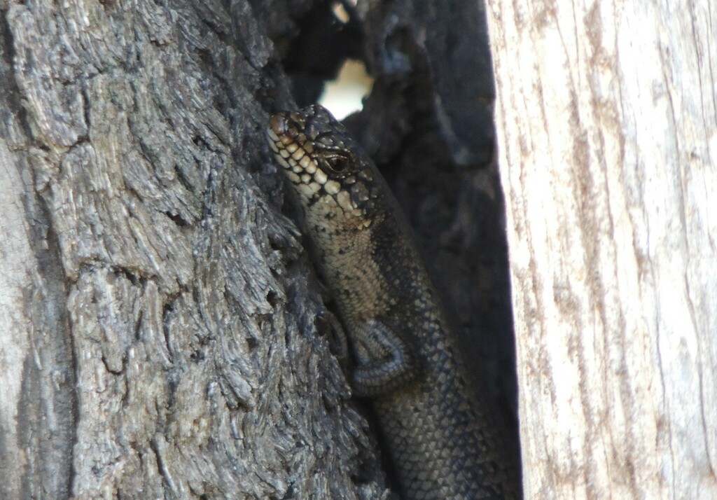 Tree Skink from Glenmorgan QLD 4423, Australia on March 4, 2024 at 10: ...