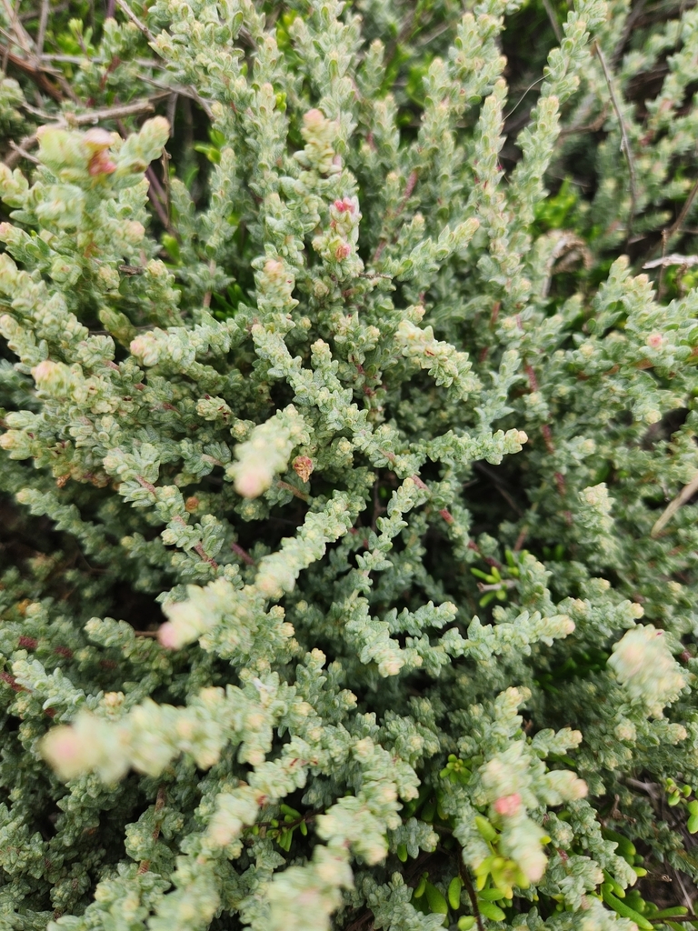 Atriplex julacea from 22795 B.C., México on February 29, 2024 at 11:37 ...
