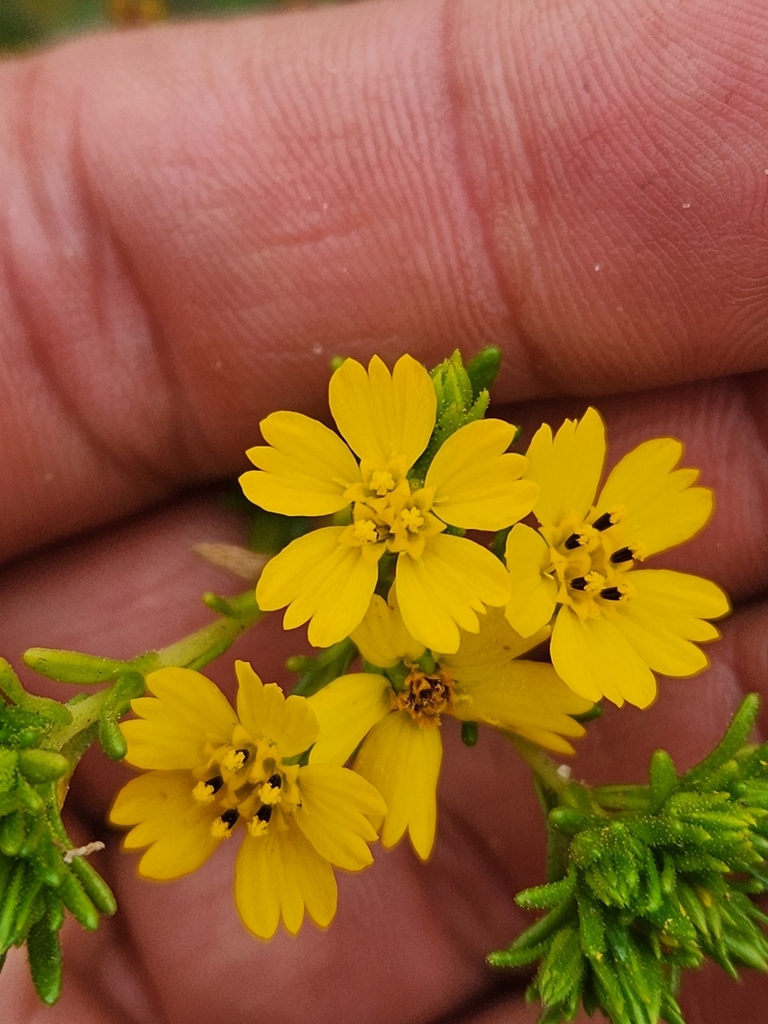 Clustered Tarweed from 22795 B.C., México on February 29, 2024 at 12:47 ...