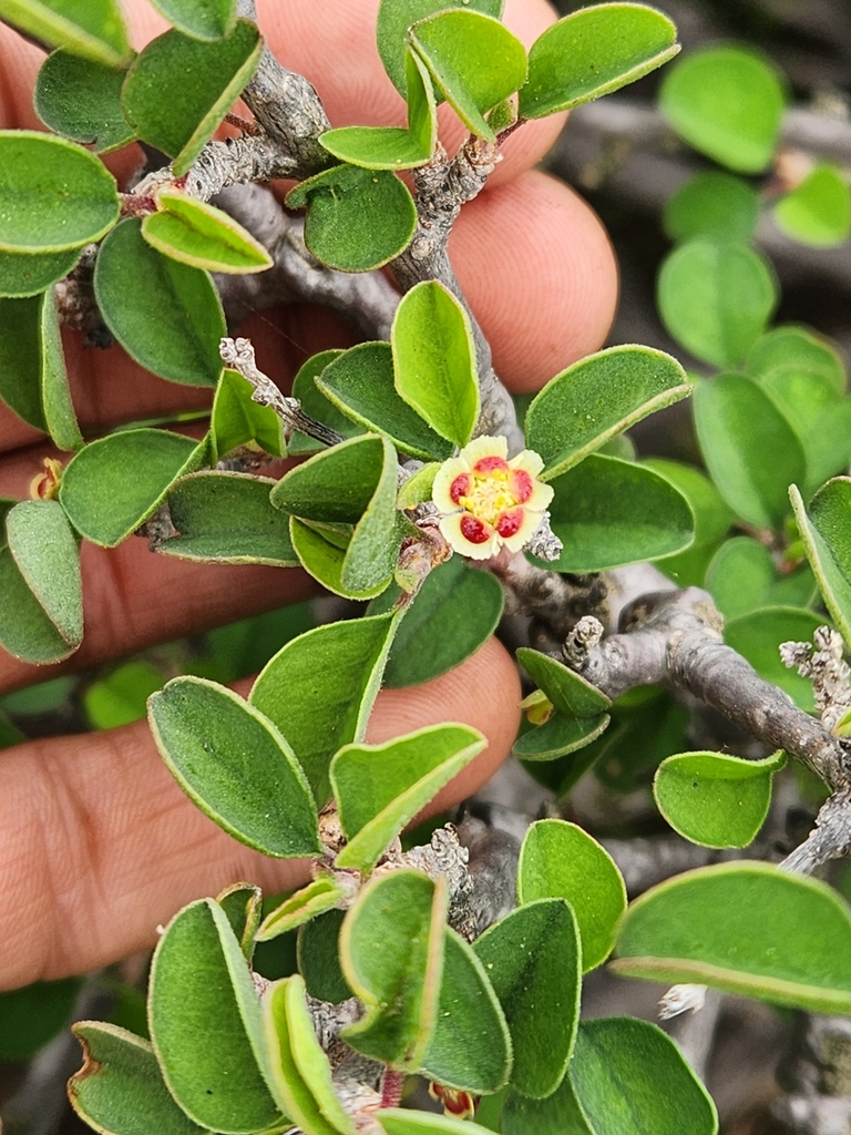 cliff spurge from 22795 B.C., México on February 29, 2024 at 12:51 PM ...