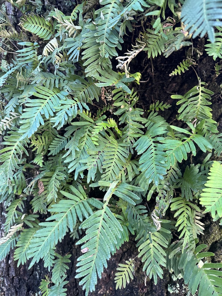 resurrection fern from Tampa, FL, USA on February 20, 2024 at 10:13 AM ...