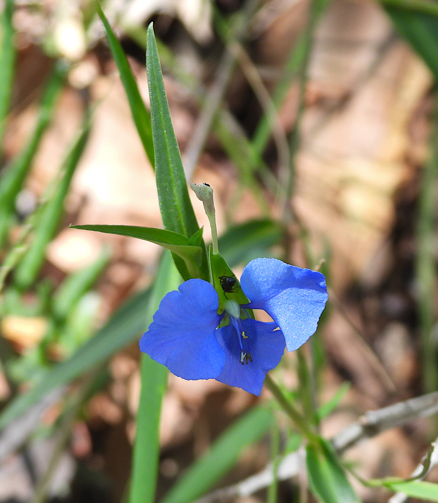 Commelina lanceolata from Slaughter Falls, Mount Coot-Tha QLD 4066 ...