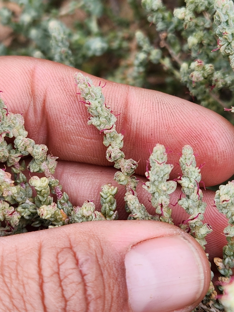 Atriplex julacea from 22795 B.C., México on February 29, 2024 at 12:51 ...