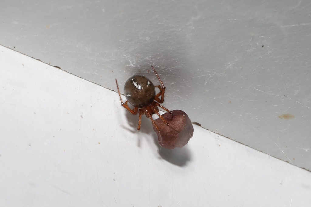 Red House Spider from Ellen St, Oxley, QLD, AU on March 4, 2024 at 09: ...