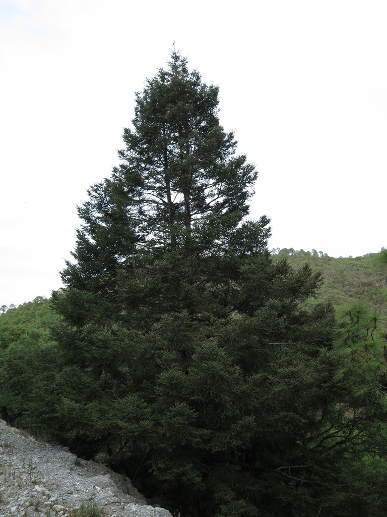 Vejar's fir from Galeana, N.L., México on April 15, 2019 at 07:22 AM by ...