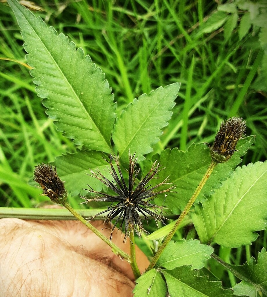 Hairy Beggarticks from Ganbenang NSW 2790, Australia on February 29 ...