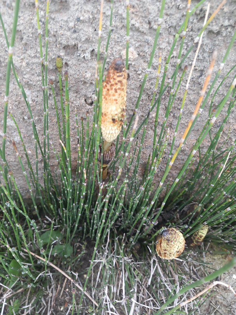 Branched Horsetail from 8F7V+76Q, Durrës, Albania on March 4, 2024 at ...