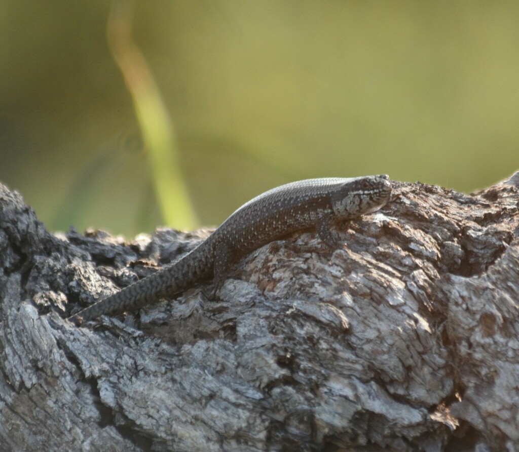Tree Skink from Narrabri NSW 2390, Australia on February 27, 2024 at 08 ...