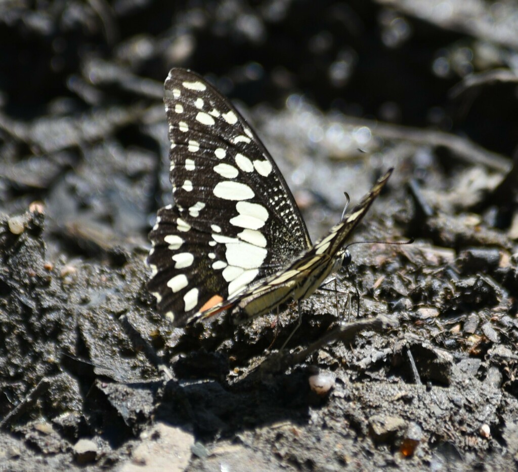 Lime Swallowtail from Moree NSW 2400, Australia on February 27, 2024 at ...