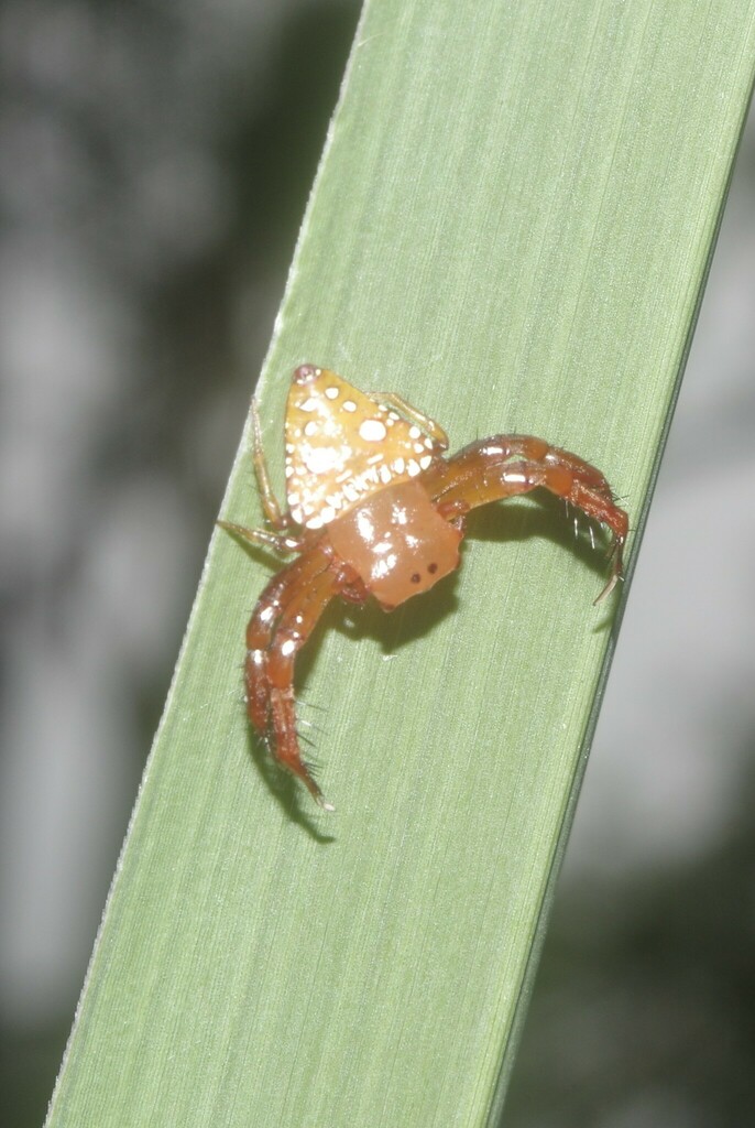 Common Triangular Spider from Tinana QLD 4650, Australia on March 4 ...